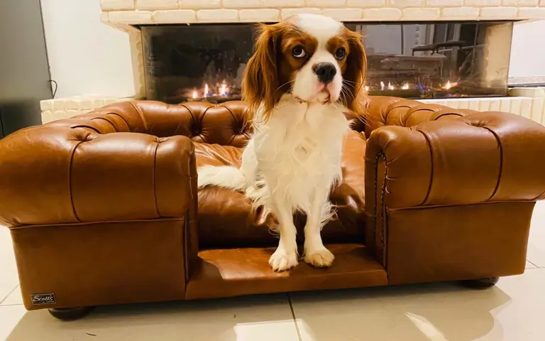 Best sofas for dogs: Top picks for comfort, style and durability
