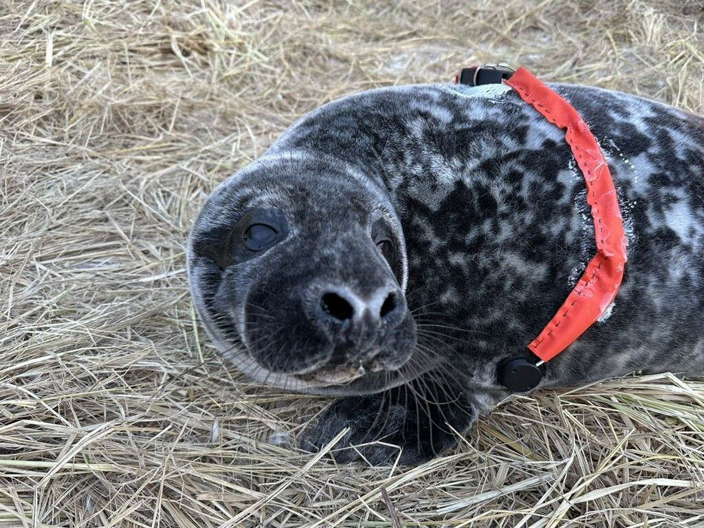 Seal 'Fitbits' aim to understand how pups survive on Sable Island Seal 'Fitbits' aim to understand how pups survive on Sable Island