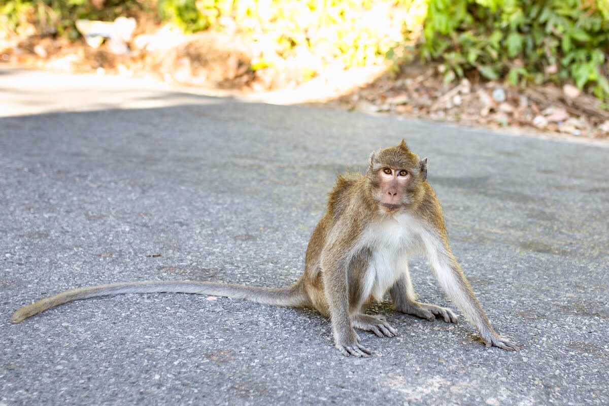 Monkey Uses Hand Signals to Direct Traffic Like a Human and People Are ...