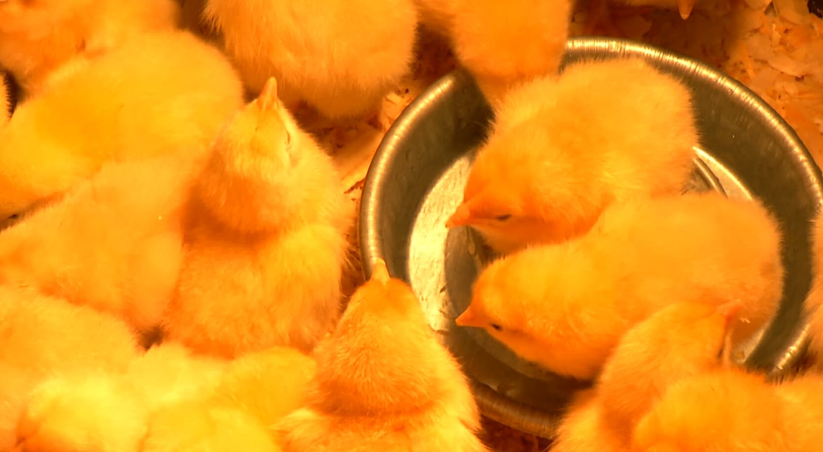 Chick sales starting across the Ozarks