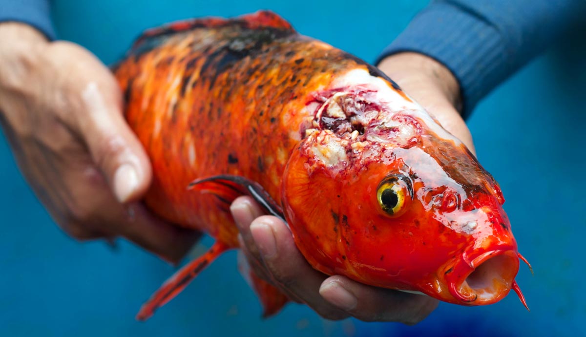 What is Marine Velvet in Saltwater Fish?