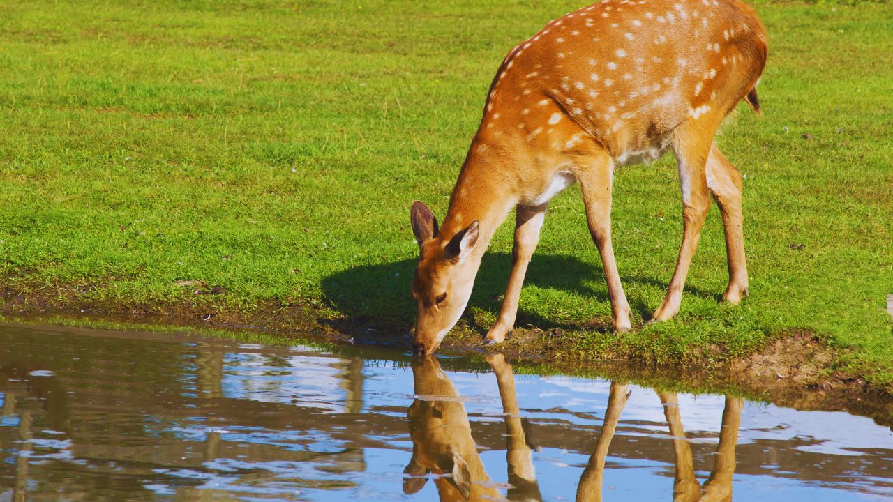 People Would Get Sick in Seconds Drinking Dirty Water—So How Do Animals ...