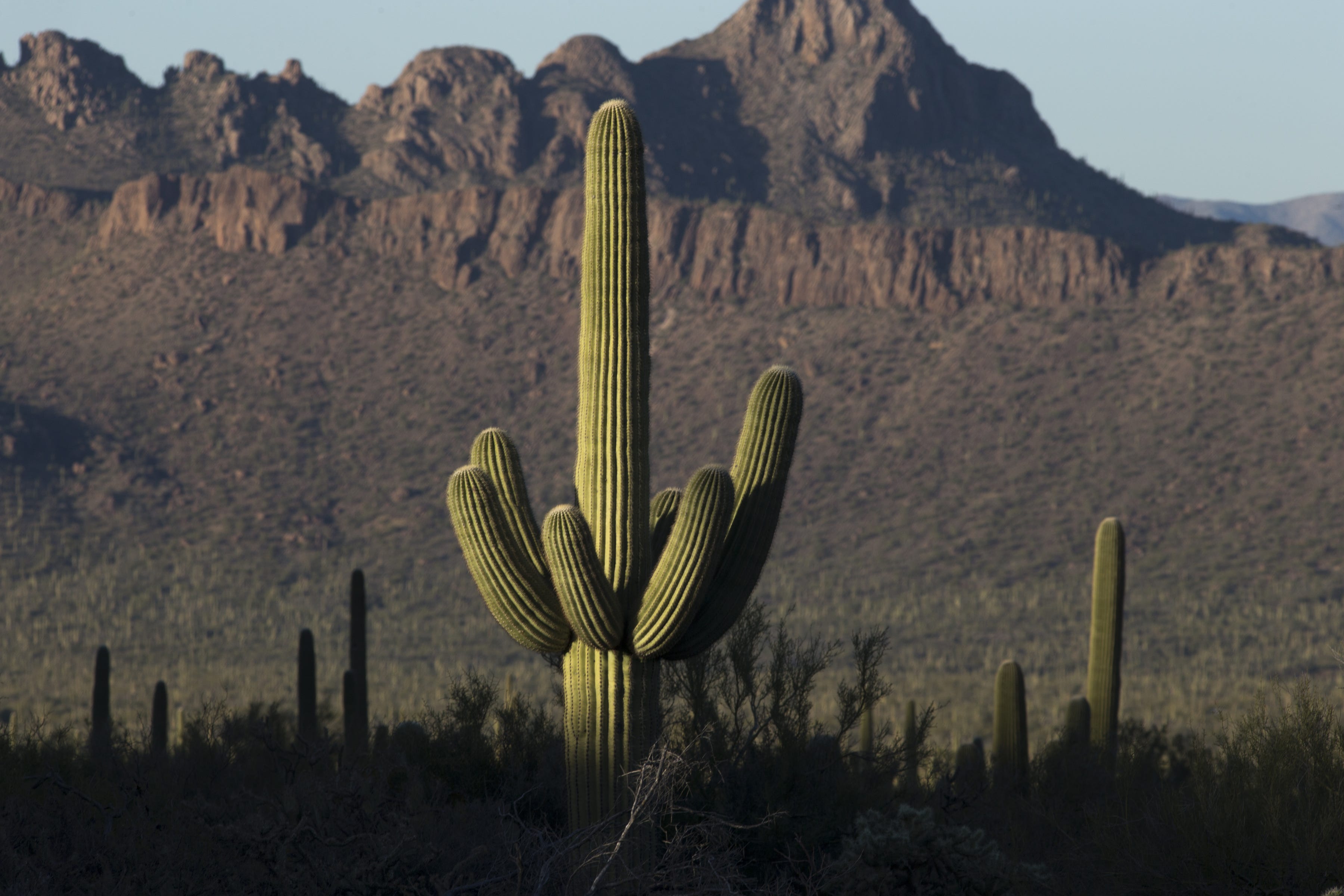 2 Arizona national parks named best for seeing wildlife. Here's what ...