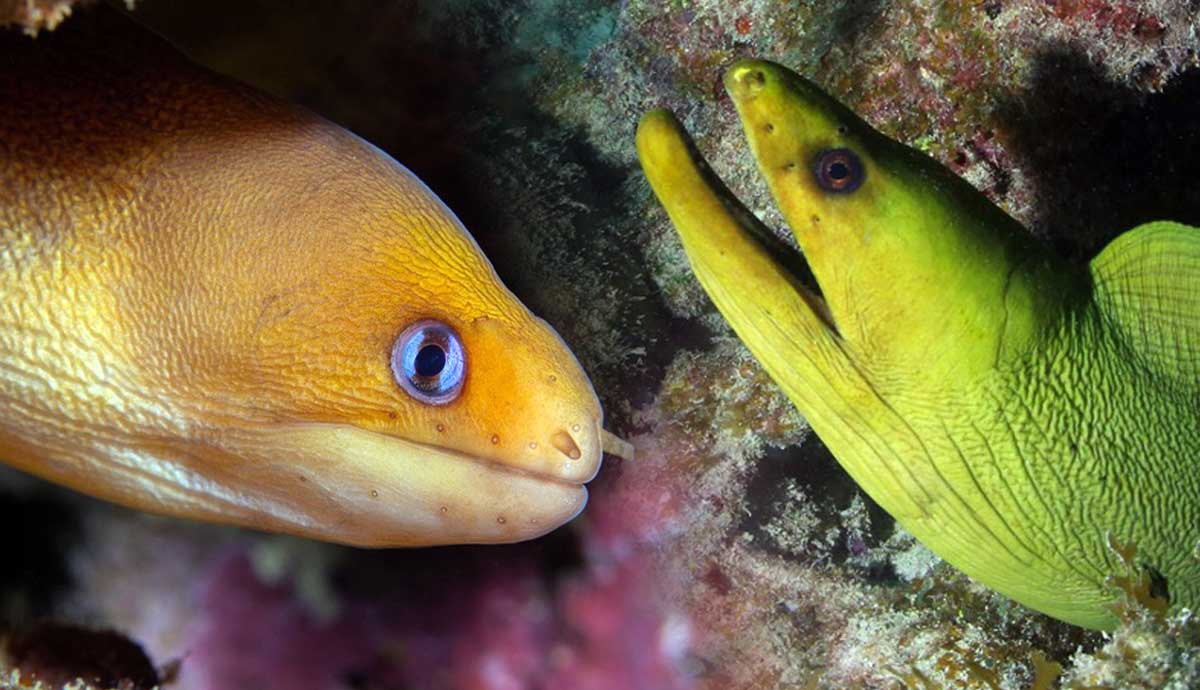 6 Eels for Saltwater and Freshwater Aquariums