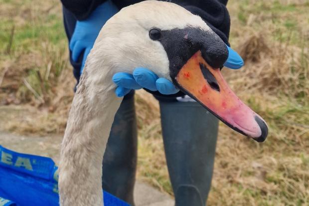 Swan left suffering with serious injuries after dog attack in Winchester
