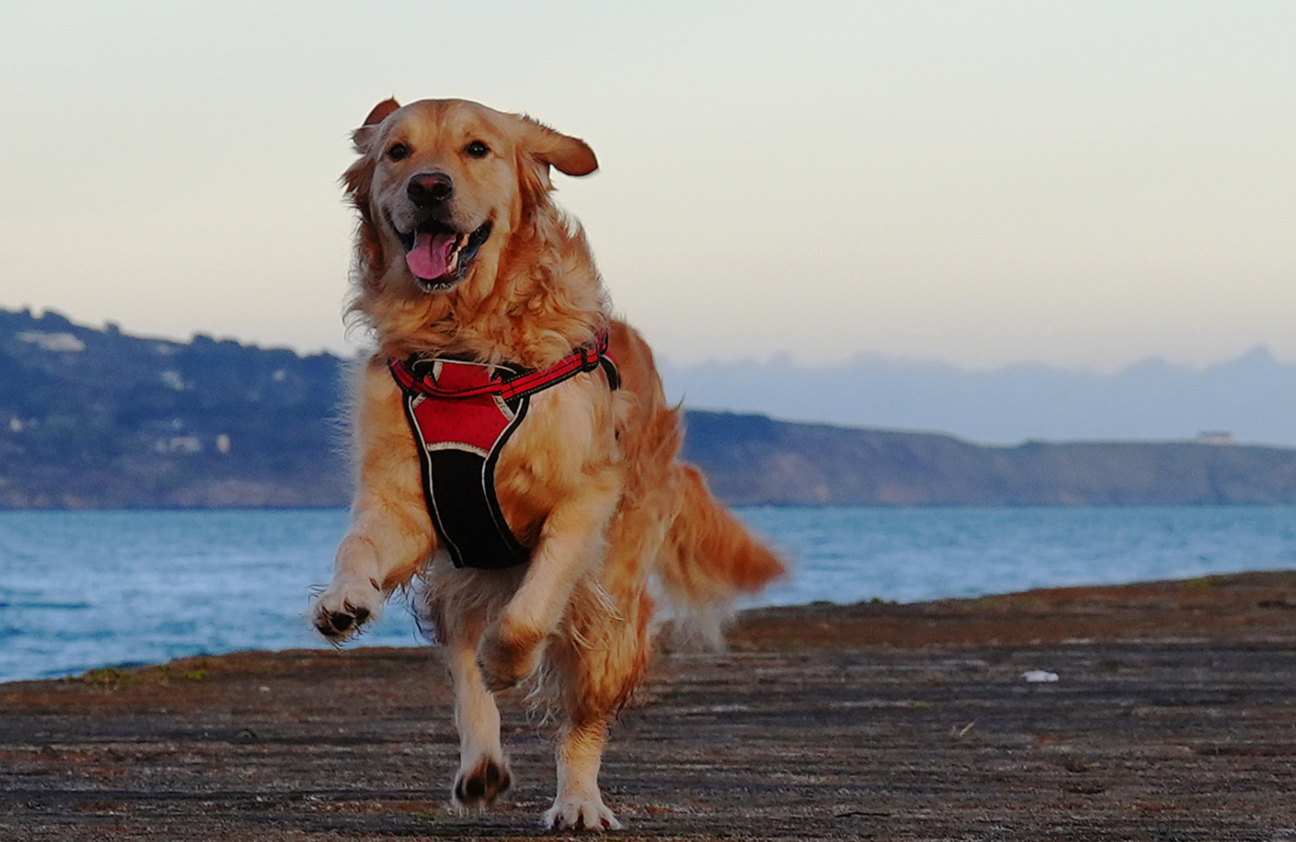 Definitive dog walking dos and don'ts