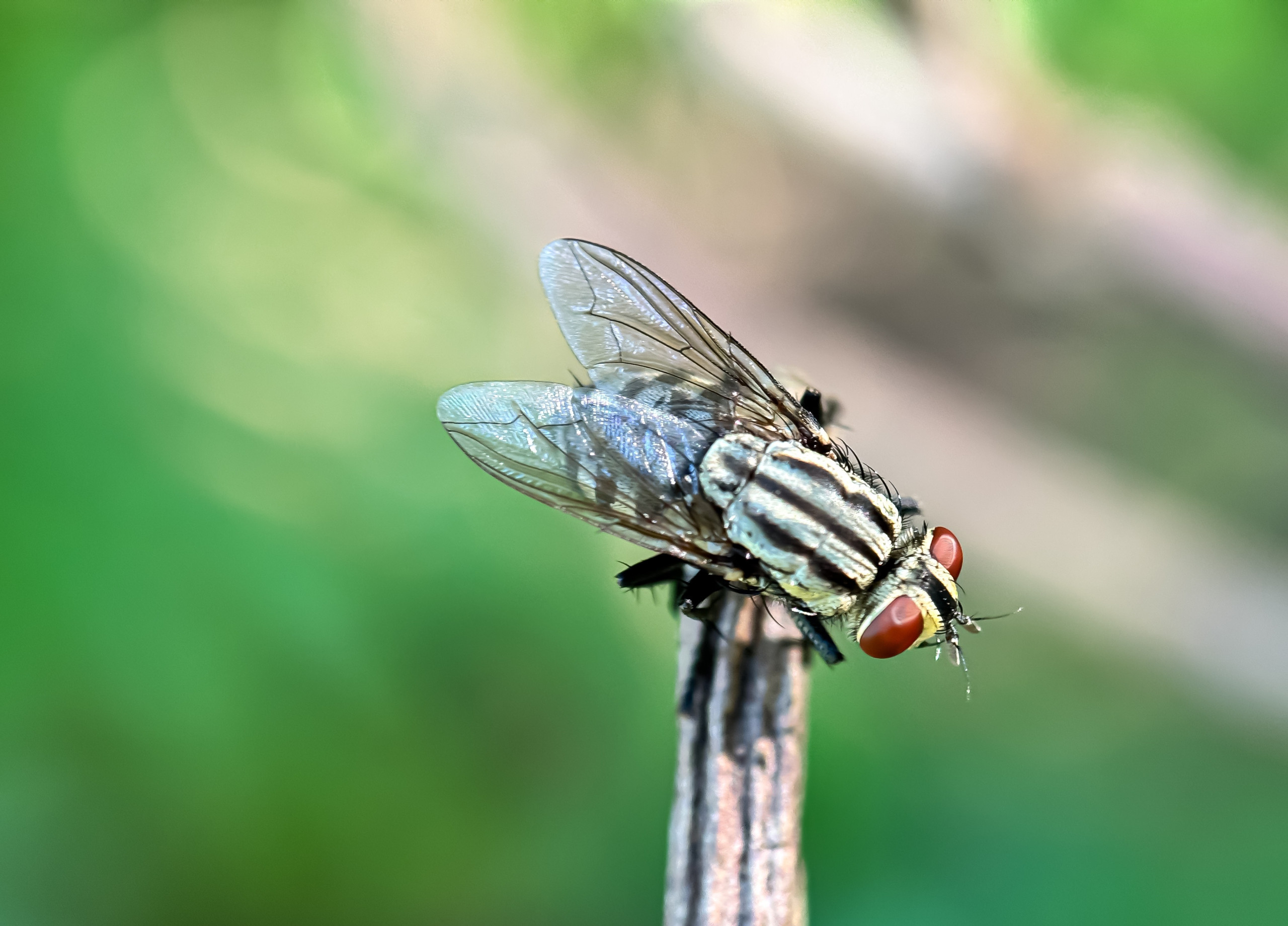 How does your brain work? Ask a fly!