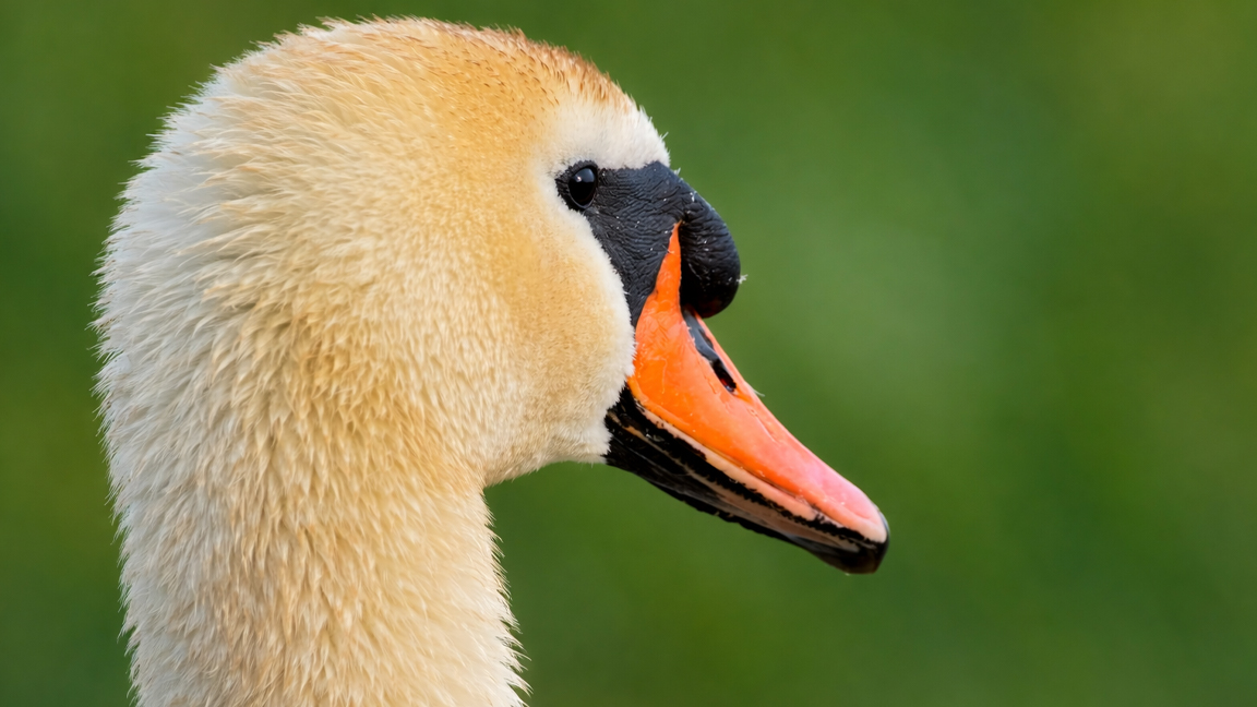 Vista cercana de un cisne con plumas suaves y pico brillante
