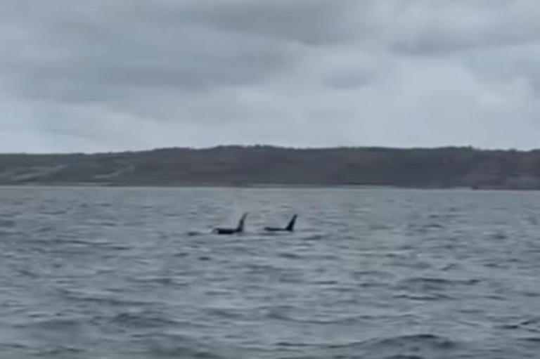 Cornwall visit for last orca pair in Scottish pod after five-year absence