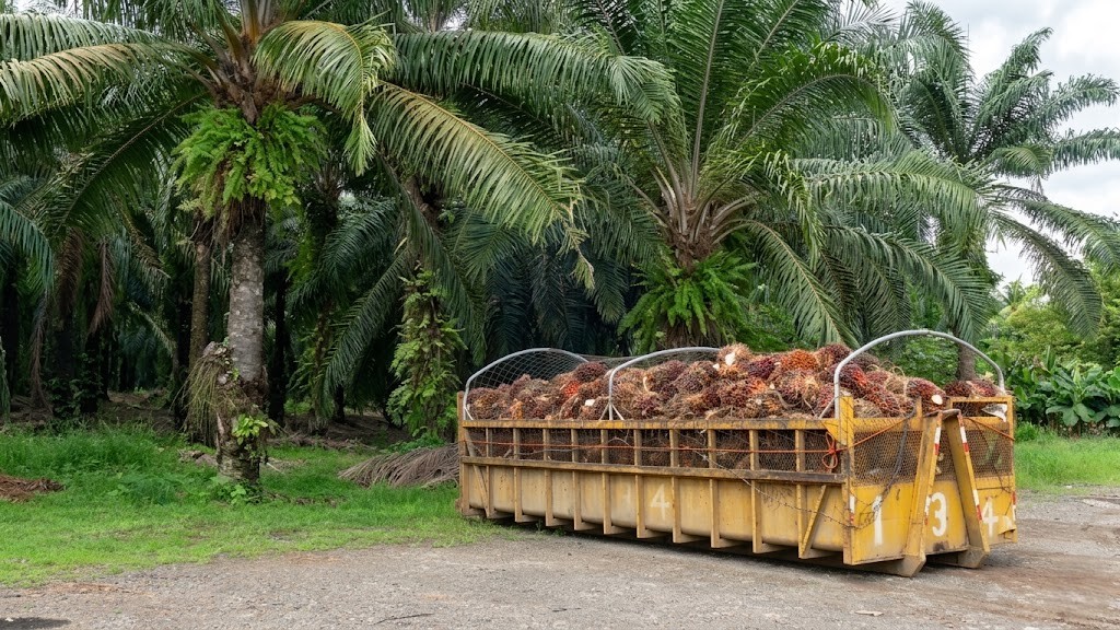 Palm oil demand comes from the US - and it’s destroying forests abroad
