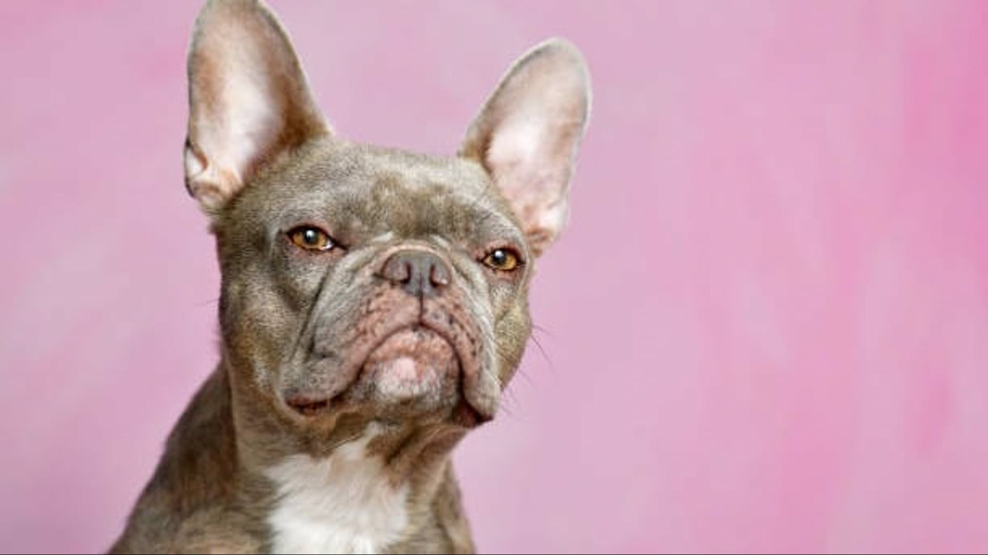 Les chiens nous jugent, surtout les femelles