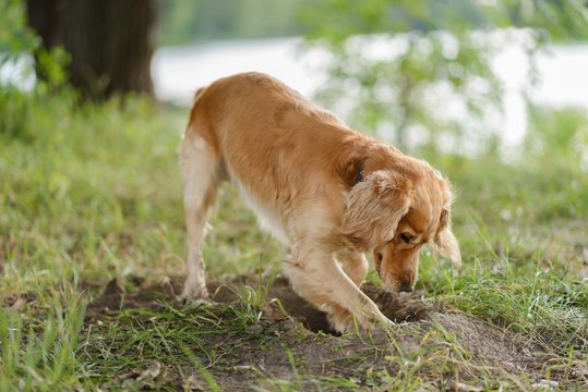 Why your dog hides food: Experts reveal the truth & warning signs you ...