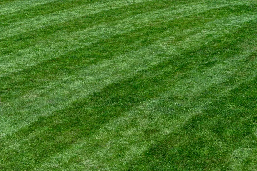 10 lawn care mistakes you should never make after mowing - they can ...