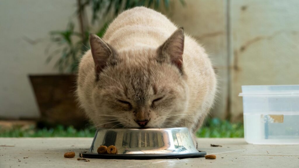 Cat food recall raises concerns about ingredients: Here's what to check ...