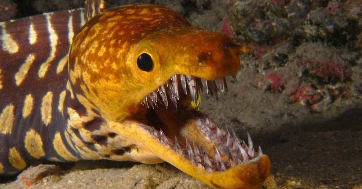 The scariest deep sea creatures