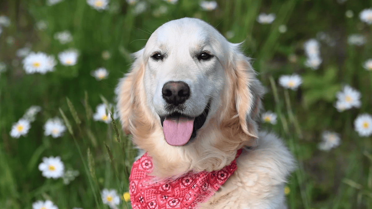 Your dog's habit that could say a lot about you