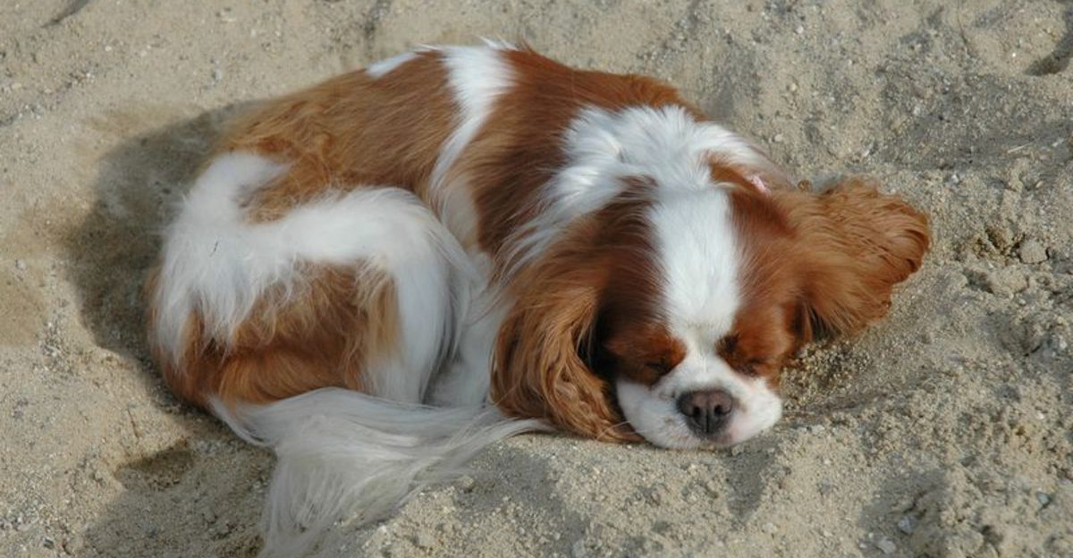 10 dog breeds that feel safer sleeping right next to you