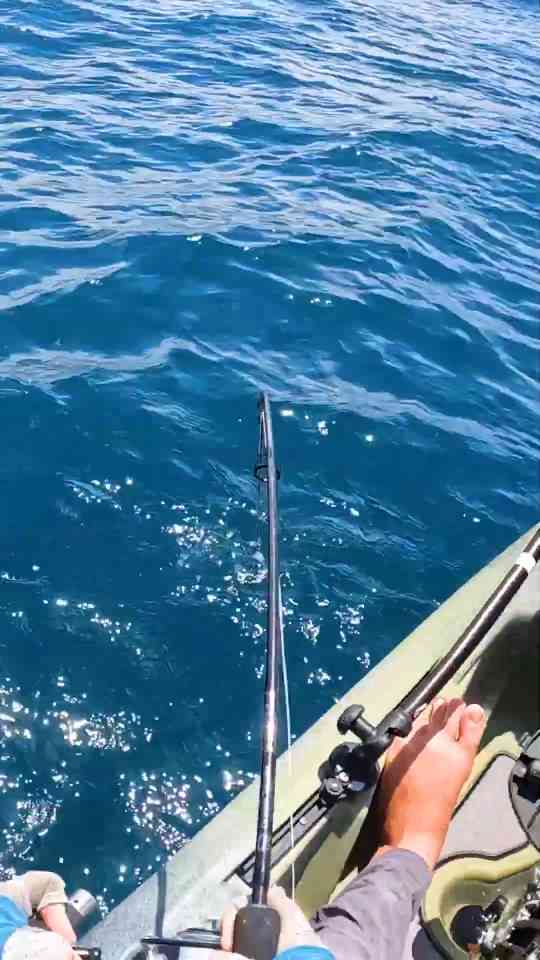 What happens when a 50lb roosterfish hits a plastic boat