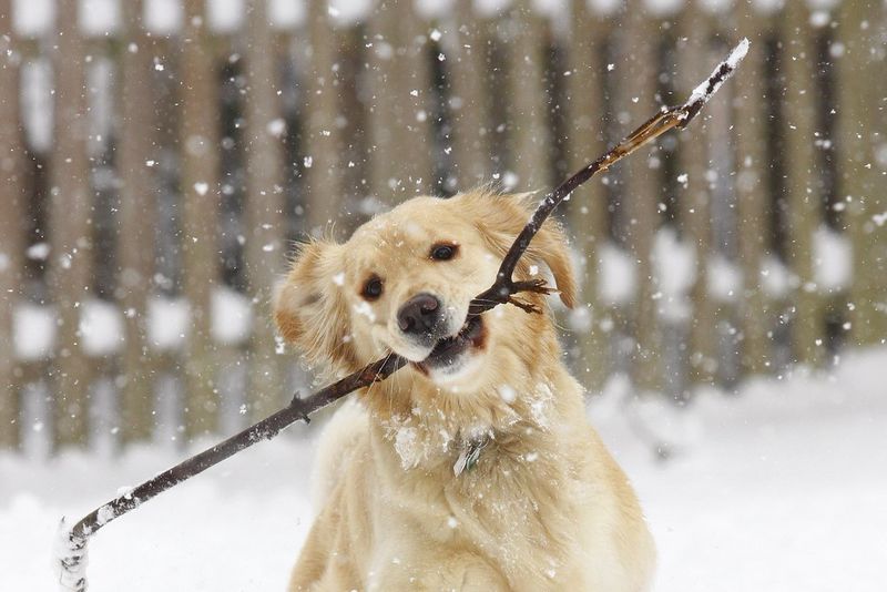 10 dog breeds that feel safer sleeping right next to you