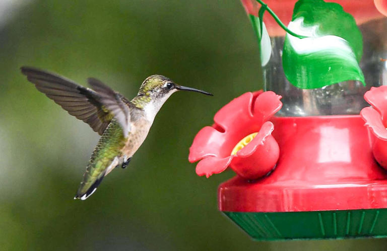 Hummingbird migration map shows when and where they are in Tennessee