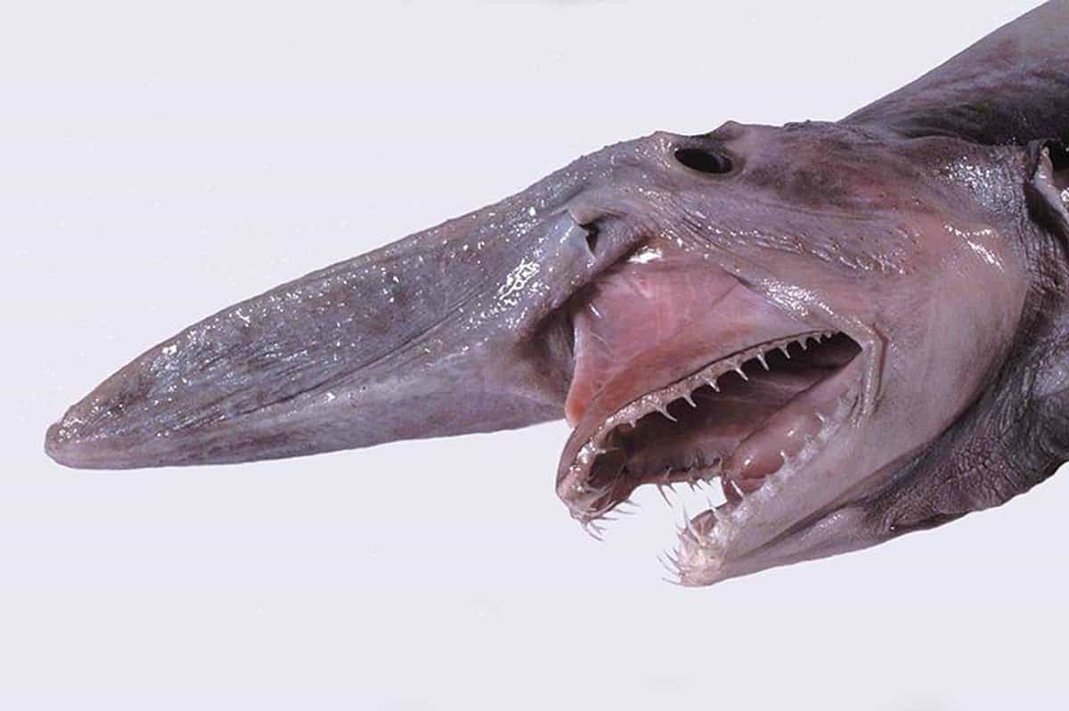 The scariest deep sea creatures