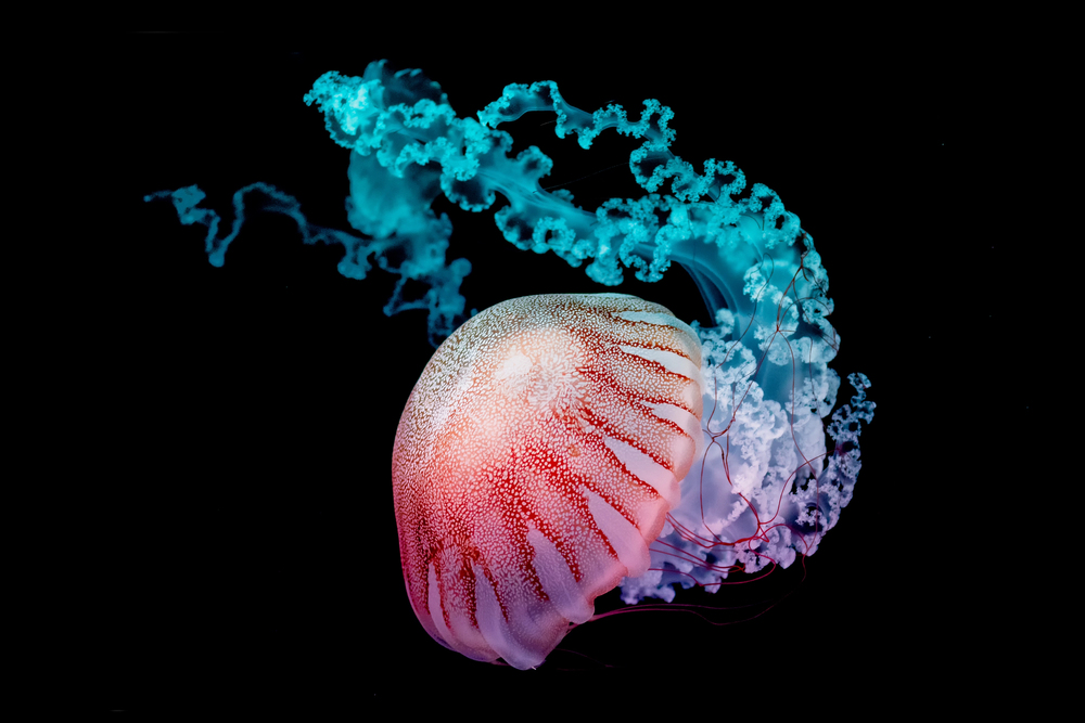 Photos of 15 most bizarre deep sea creatures ever discovered
