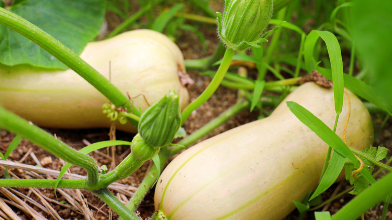 Best vegetables to grow in your greenhouse