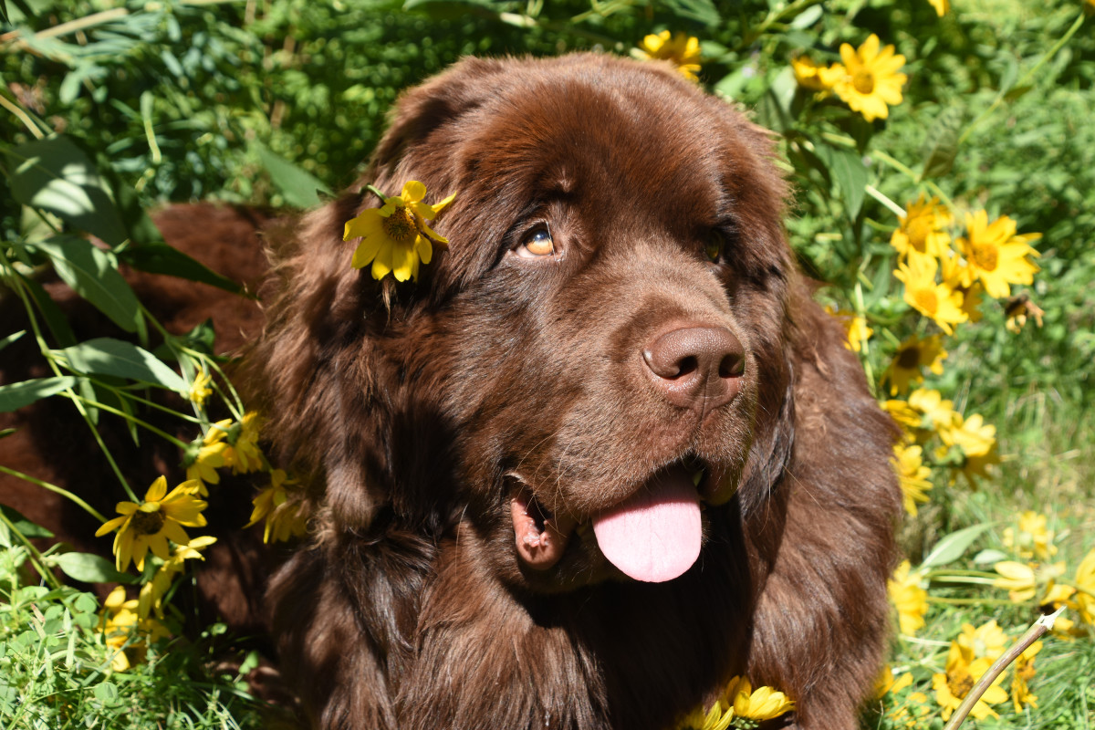 Chewy the Newfoundland models adorable bunny ears made by his 96-year ...