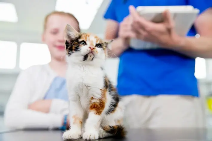 FeLV em gatos: saiba o que é e como proteger o seu pet da leucemia felina