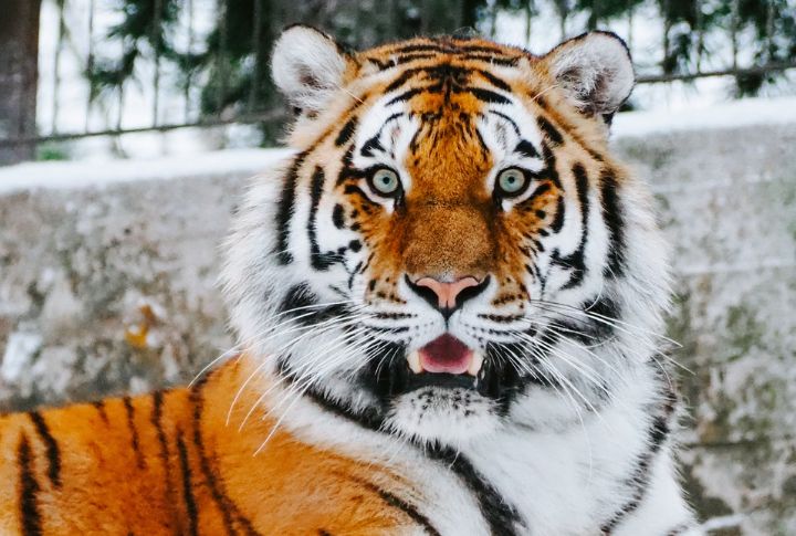 Legal in the US yet dangerous: 10 wild pets to avoid