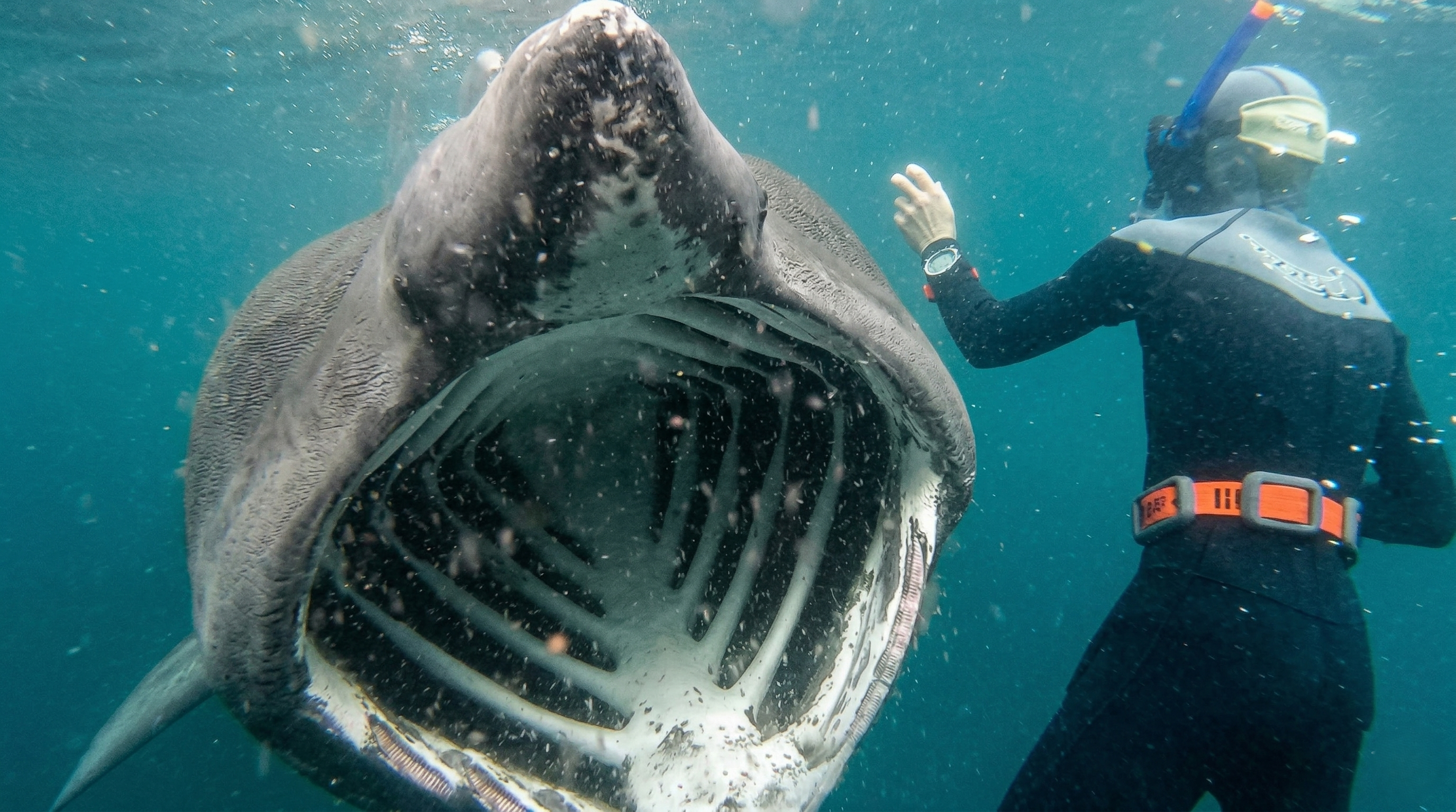 Watch what happens when a shark moves in for the kill