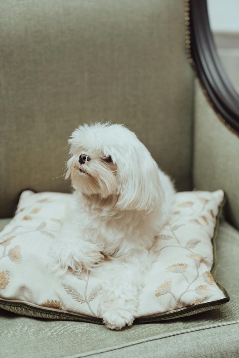 12 dog breeds that are ideal for a stress-free, low-effort routine