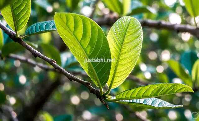 The health benefits of guava leaves: A traditional remedy