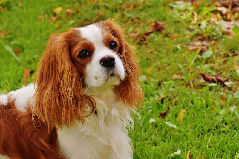 12 dog breeds that are ideal for a stress-free, low-effort routine