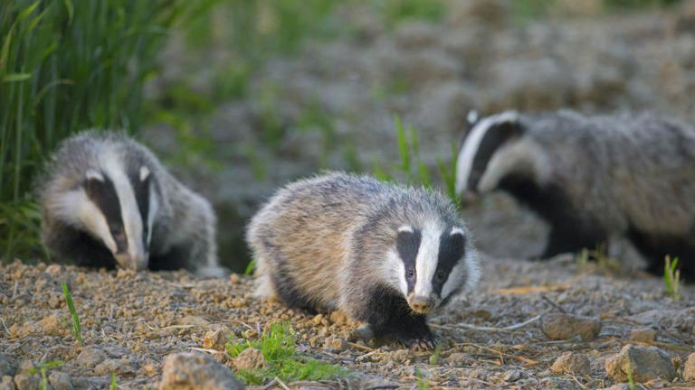 Four badgers found shot dead in woodland