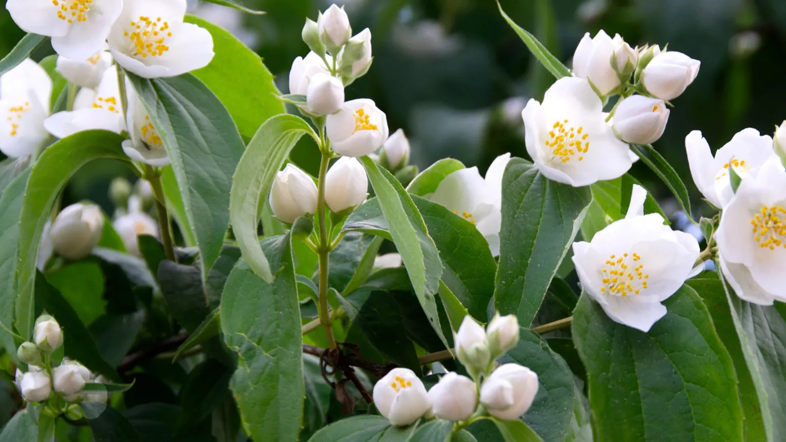 Summer-perfect white flowers that bring lasting fragrance to your ...
