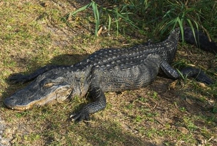 Legal in the US yet dangerous: 10 wild pets to avoid