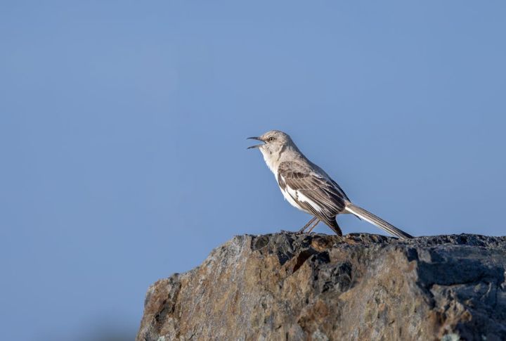 How to spot and remove swift birds from your chimney