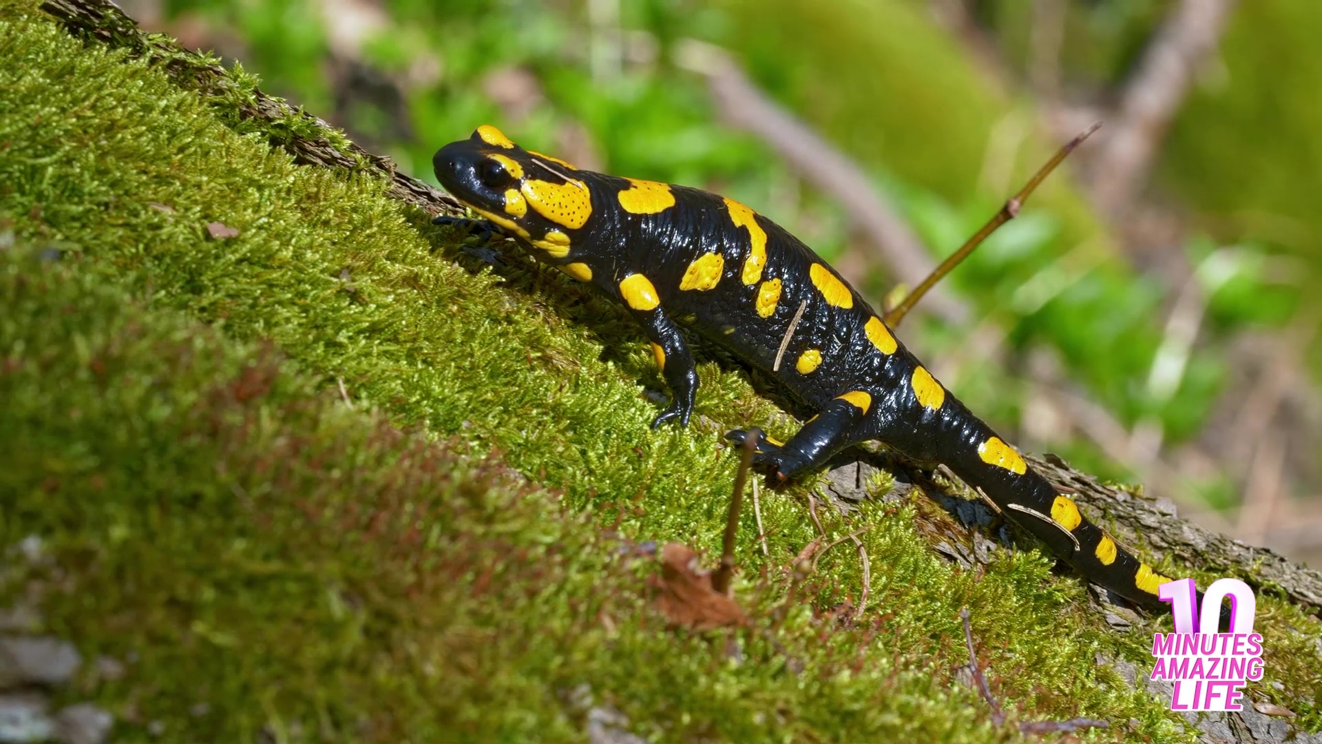 Bright colors salamander warn every predator