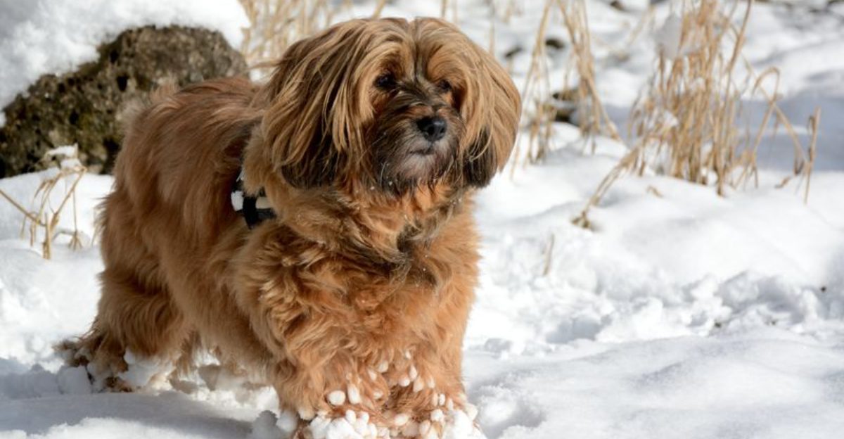 11 long-living dog breeds that could be your lifelong companion