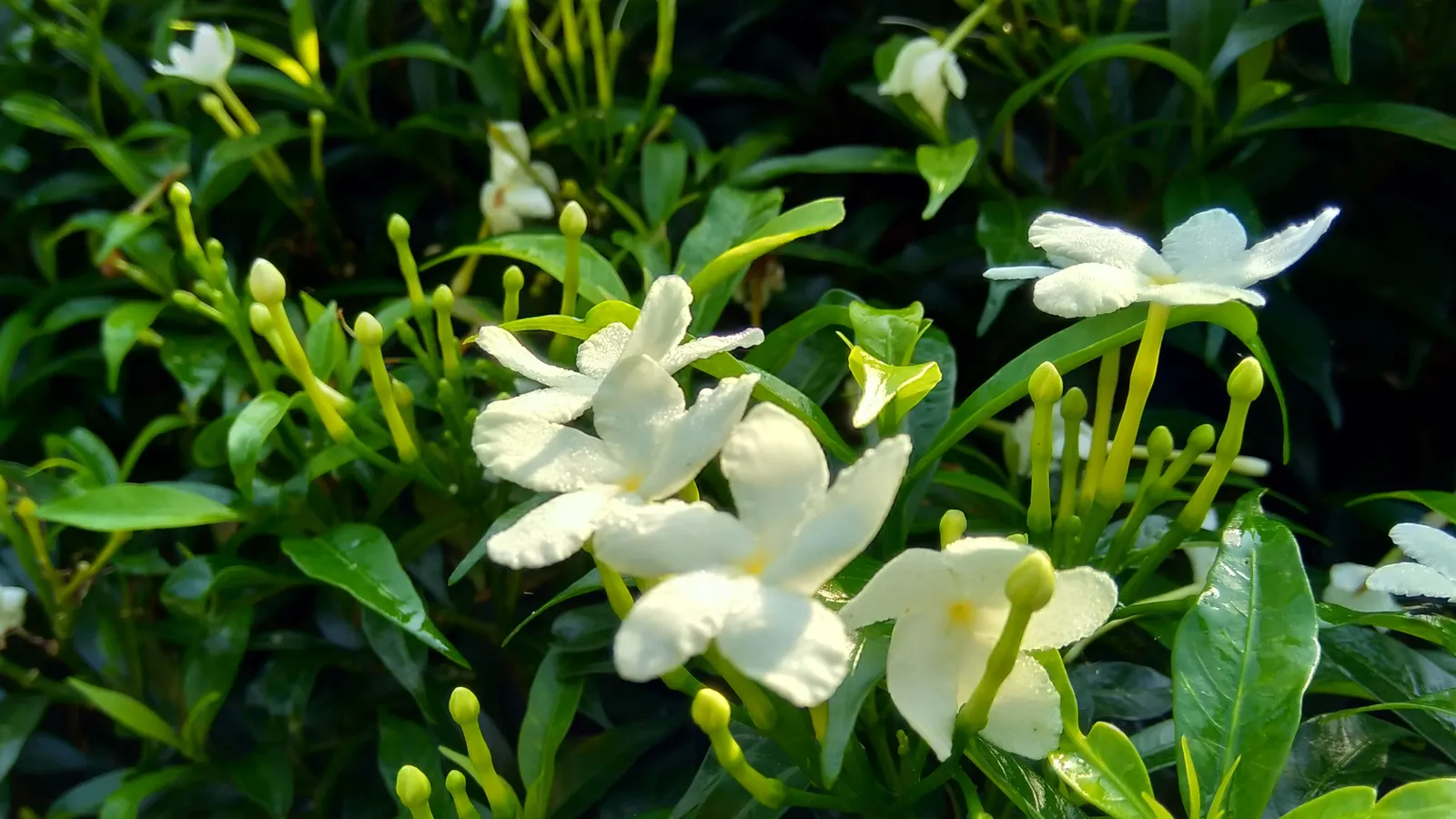 Summer-perfect white flowers that bring lasting fragrance to your ...