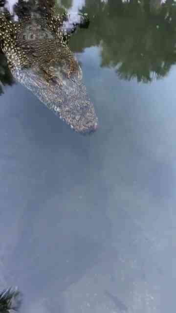 Crocodiles in crystal clear water!