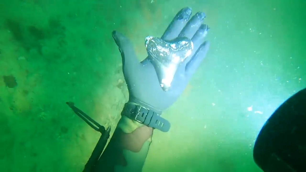 Look what we were searching for in the water… the million-dollar tooth