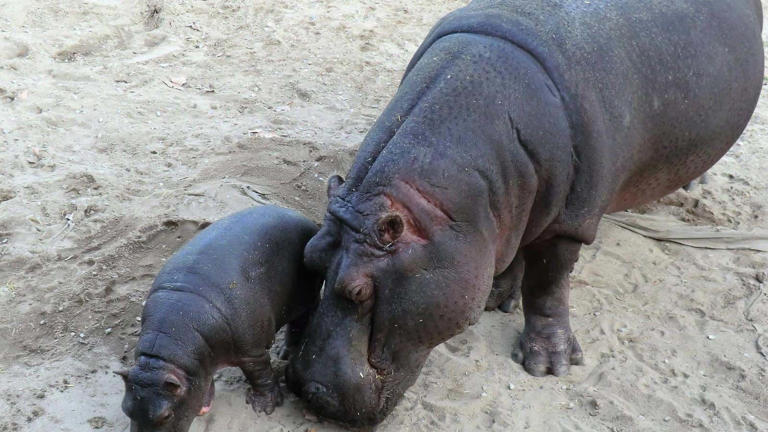 How one viral pygmy hippo is changing conservation