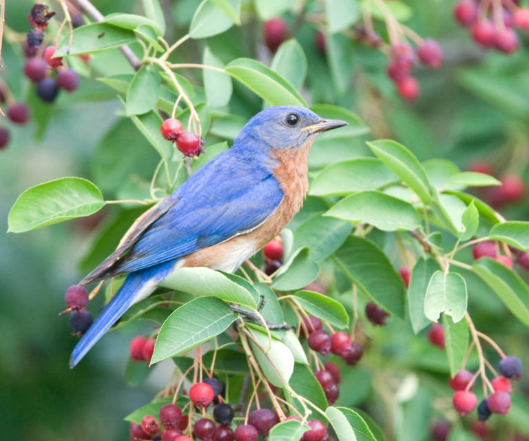 Expert tips for bringing bluebirds to your garden