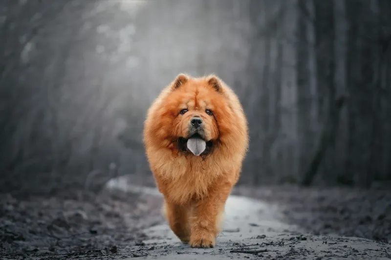 14 dog breeds that might not be as great as everyone says
