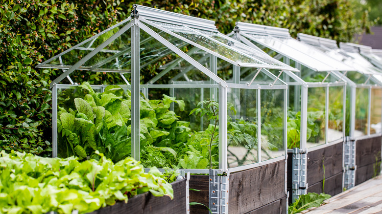 Best vegetables to grow in your greenhouse