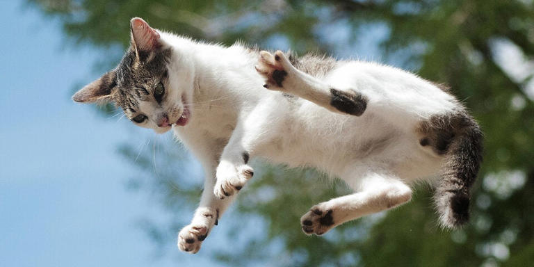 Forscher lösen Katzen-Rätsel: Darum landen sie immer auf den Beinen