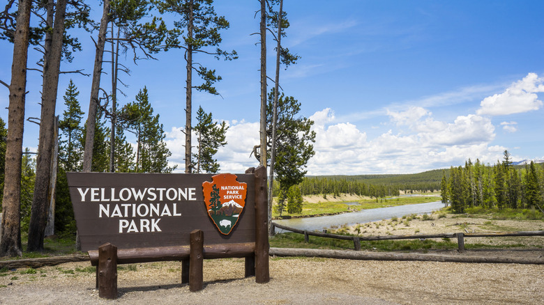 Popular wildlife you can find in Yellowstone National Park and the best ...