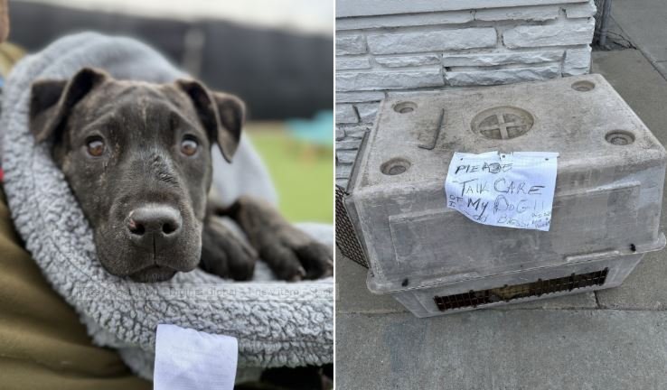 Scared puppy left heartbroken after third return to shelter in 11 months